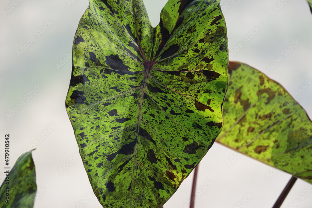 Colocasia is aquatic plants with green leaf close up,Ornamental plant ...