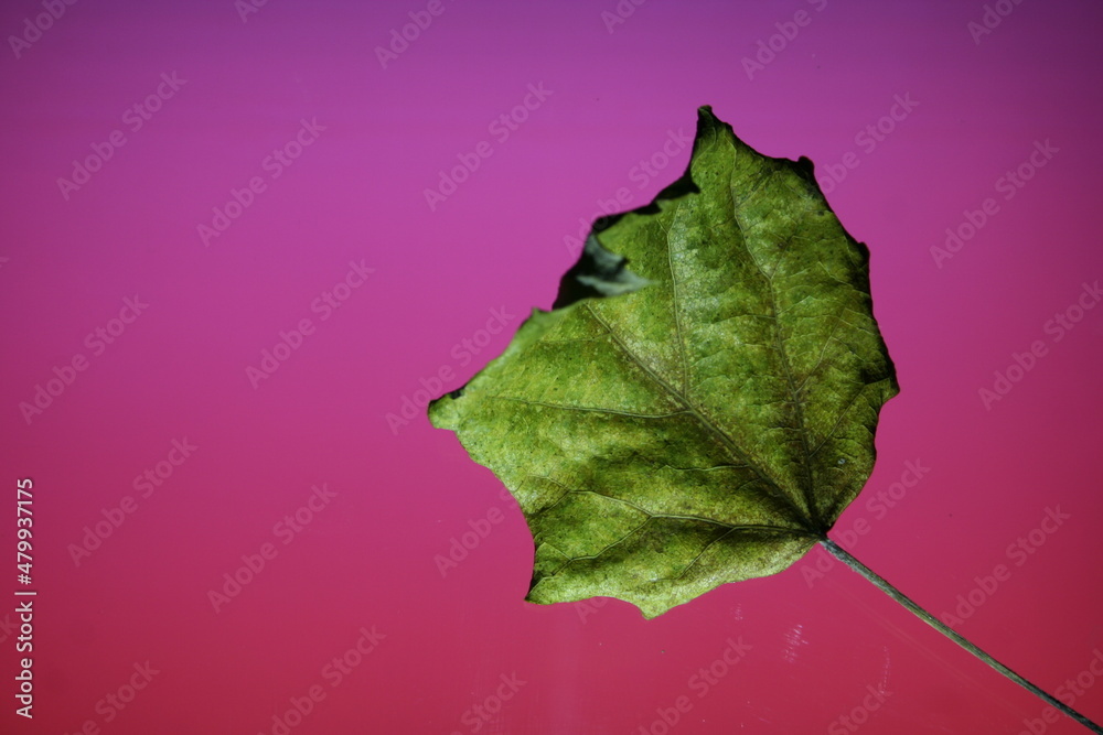 Hoja de àrbol de Tilo medicinal, color verde con textura natural, forma ...