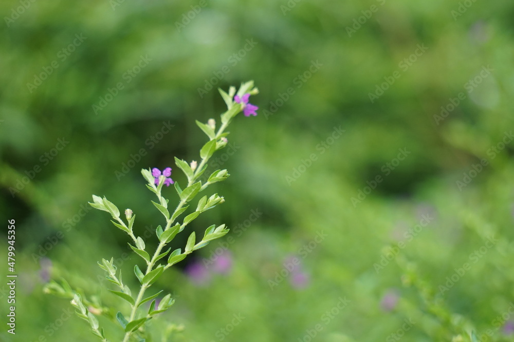 Cuphea hyssopifolia (also called false heather, Mexican heather ...