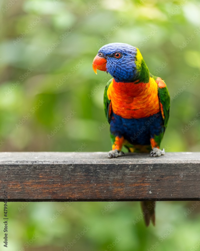 Rainbow Lorikeet in Australian Rainforest. The rainbow lorikeet ...