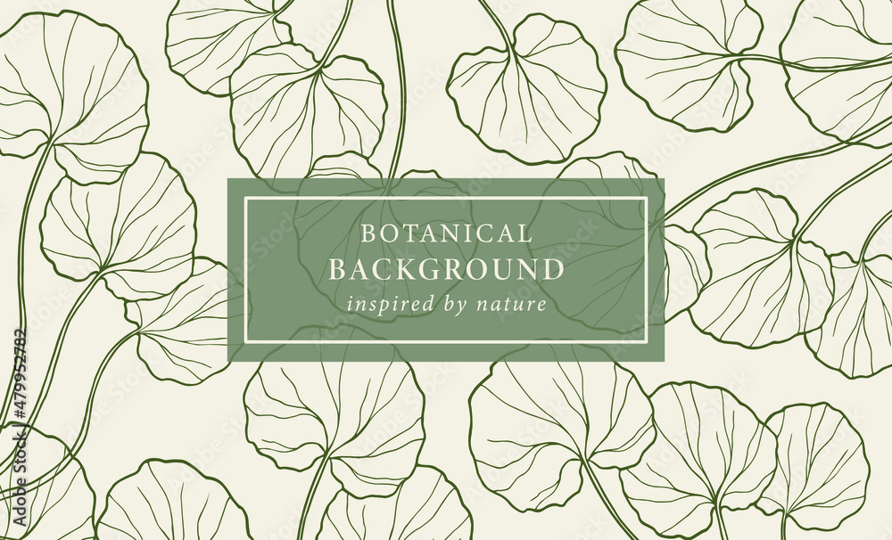 Hand drawn gotu kola background Stock Vector | Adobe Stock