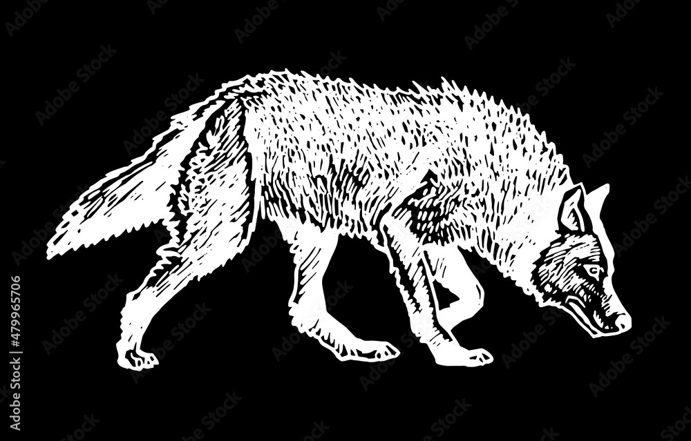 Graphical wolf walking isolated on black background,vector illustration ...