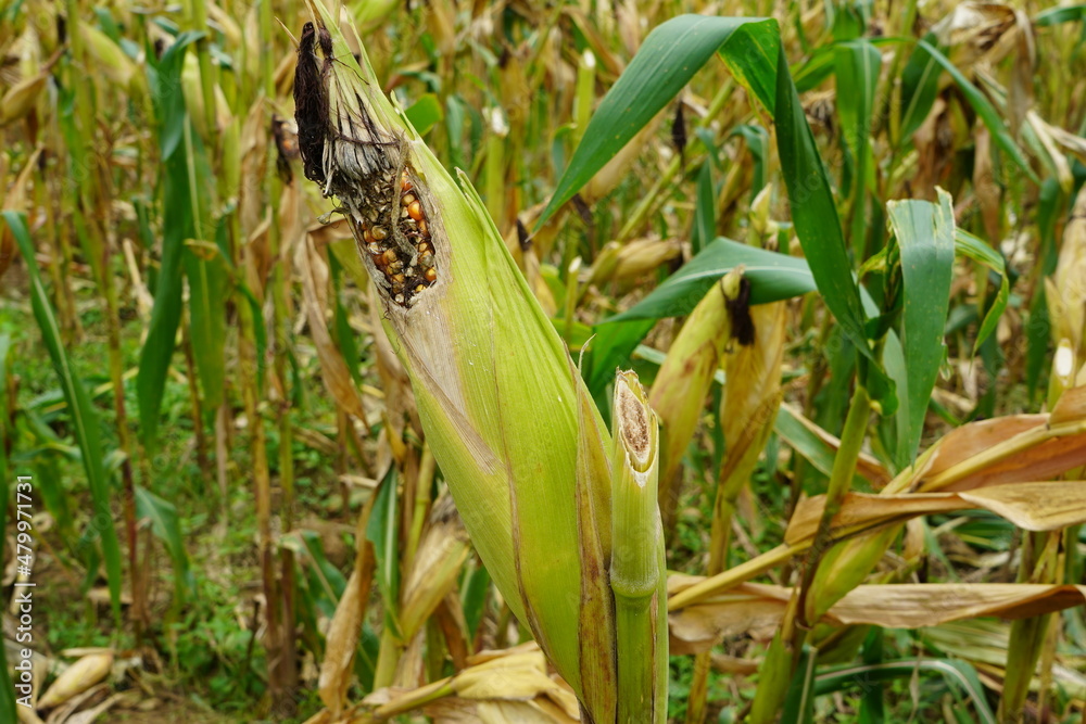 Moldy corn. View of corn with Ear Rot, damage commonly caused by insect ... Moldy corn. View of corn with Ear Rot, damage commonly caused by insect ...