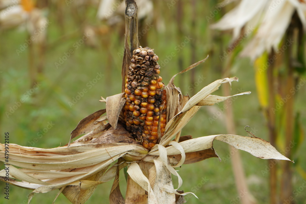 Foto de Moldy corn. View of corn with Ear Rot, damage commonly caused ...