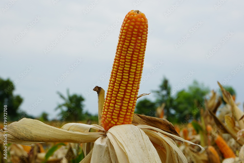 Corn is a tall annual cereal grass (Zea mays) that is widely grown for ...