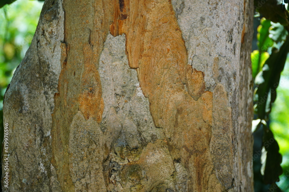 Distinctive bark of the Brazilwood tree (caesalpinia echinata ...