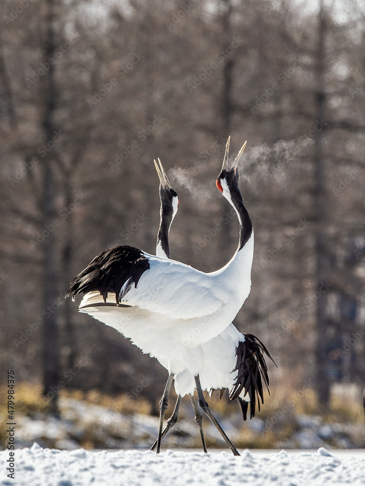 Dancing Cranes. The ritual marriage dance of cranes. The red-crowned ...