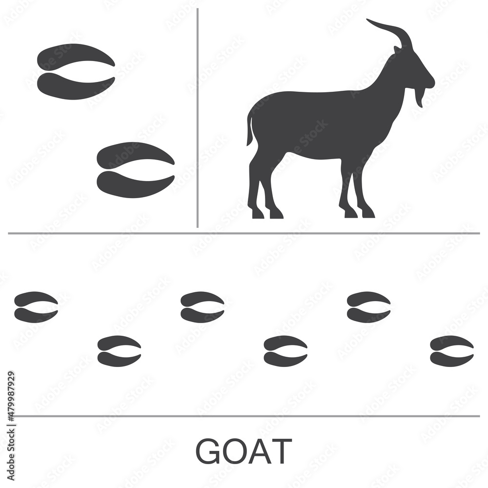 Silhouette and footprints of a goat. Vector illustration. Stock Vector ...