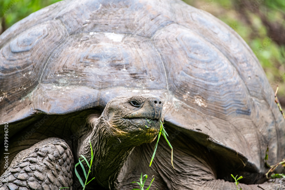 Galapagos tortoises in a tropical forest in natural conditions giant ...
