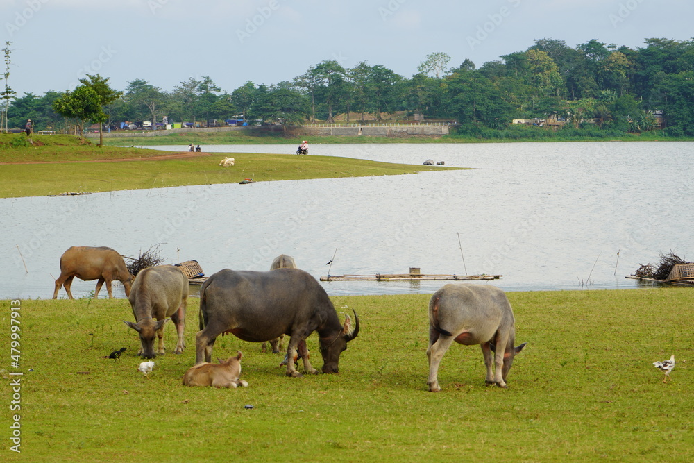 The water buffalo (Bubalus bubalis), also called the Asiatic buffalo ...