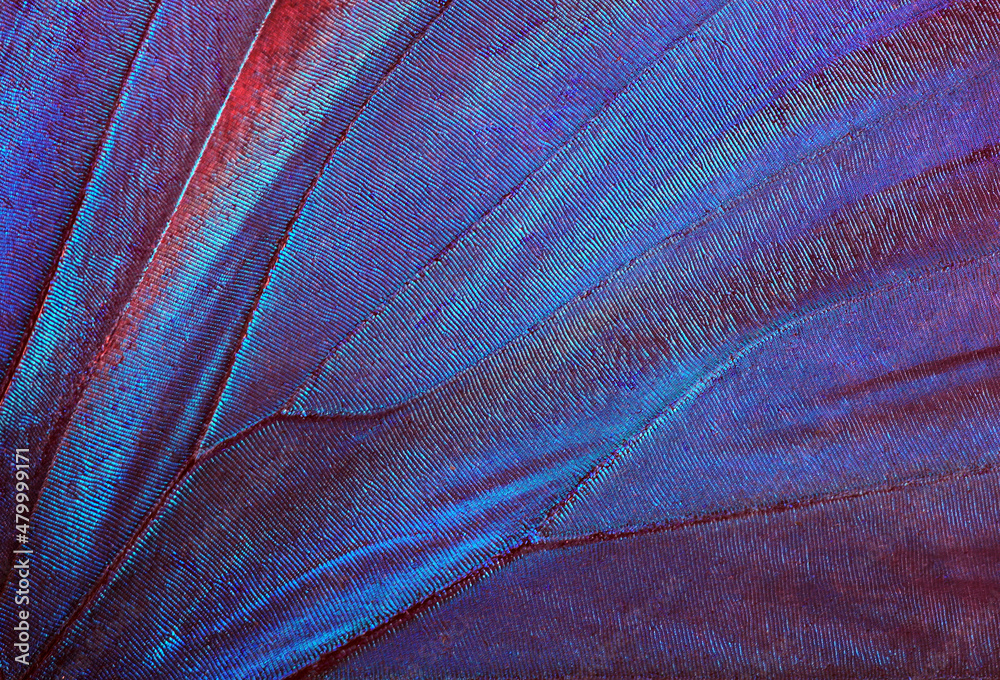 Butterfly wings texture background. Detail of morpho butterfly wings ...