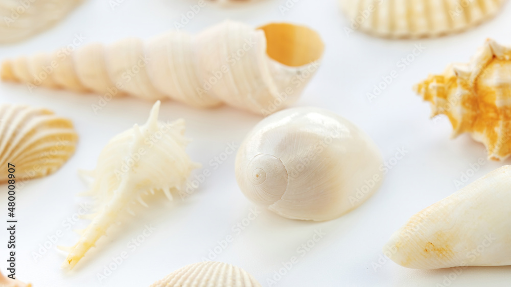 Murex, cockle, shark eye, boring turret snails shells on white ...