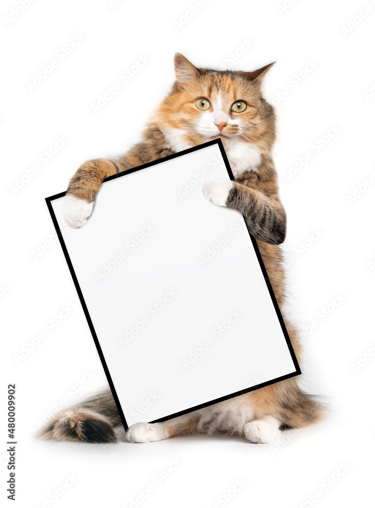 Isolated cat holding a blank sign with paws while standing upright and ...