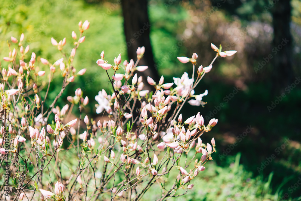 Varietal Cunningham Rhododendron (Rhododendron caucasicum x ...