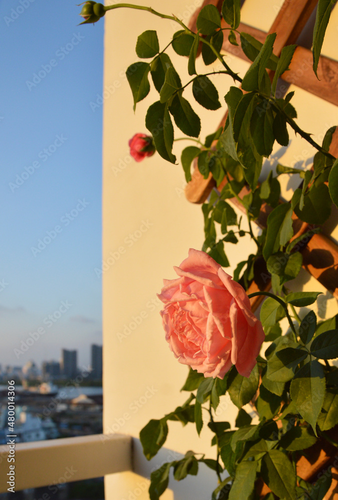 Beautiful Soeur Emmanuelle roses plant on the trellis during golden ...