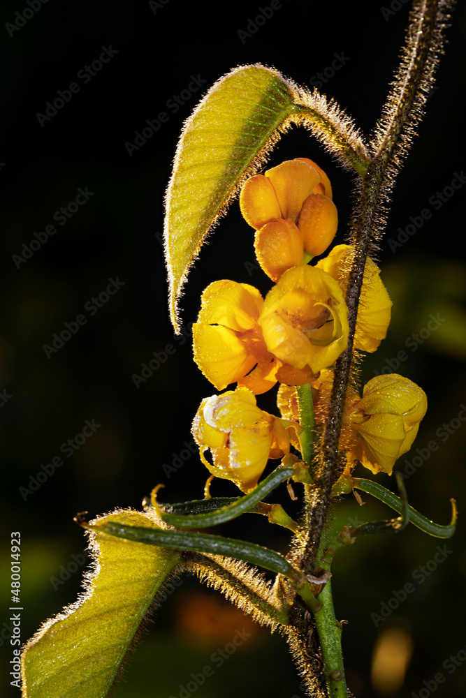 Beautiful yellow wild flower ( Senna alata, ringworm tree ) in the ...