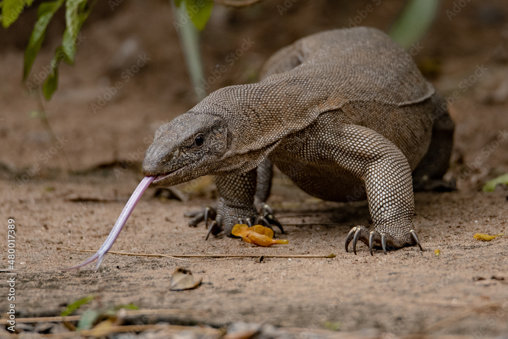 Poster Monitor lizard with tongue sticking out in forest – Tableau ...