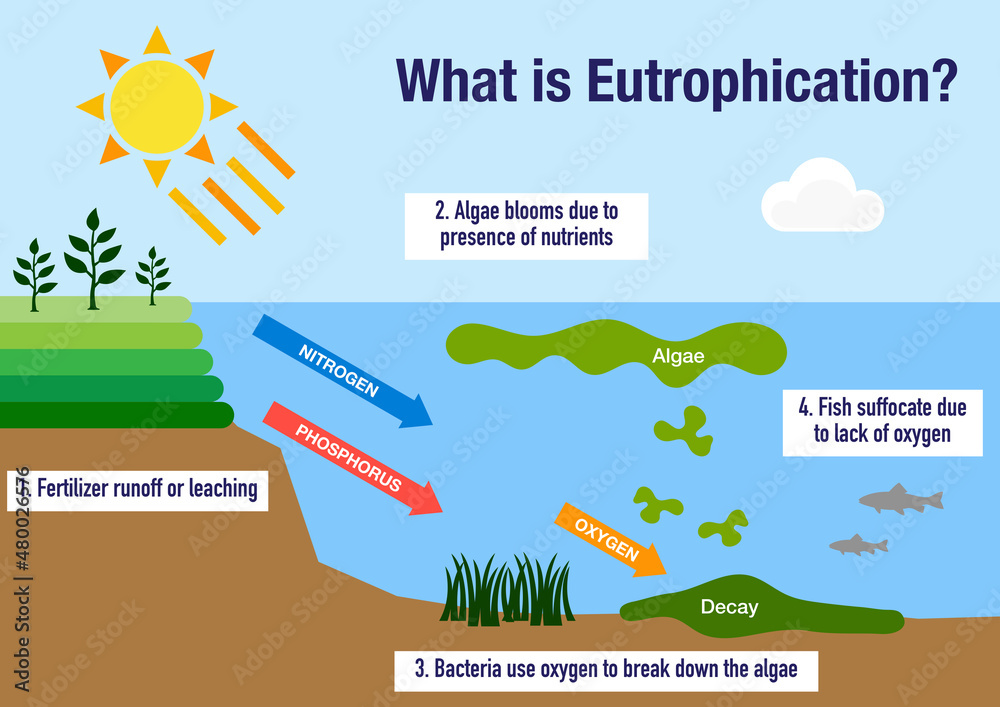 The eutrophication process explained Stock Illustration | Adobe Stock The eutrophication process explained Stock Illustration | Adobe Stock