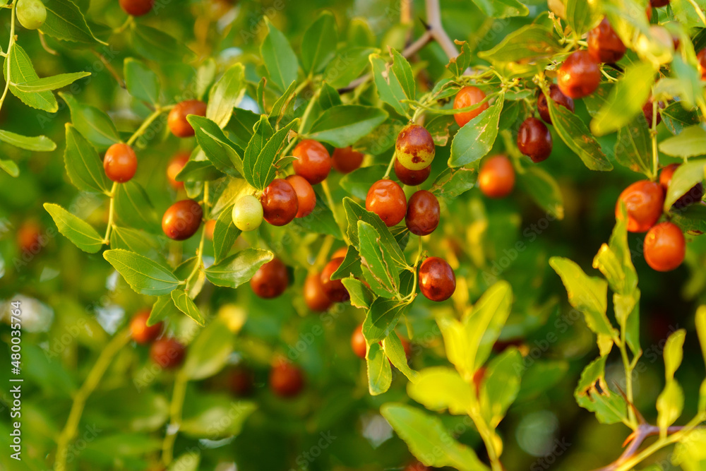 Chinese date, ziziphus jujuba, commonly called jujube, red date ...