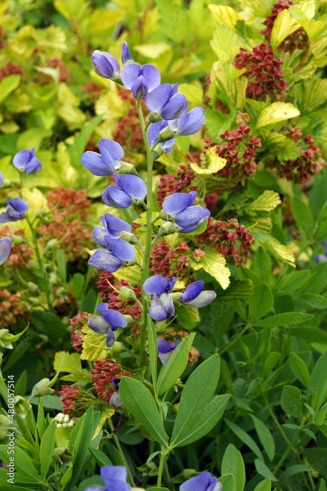 Blue false indigo or blue wild indigo (Baptisia australis) in flower ...