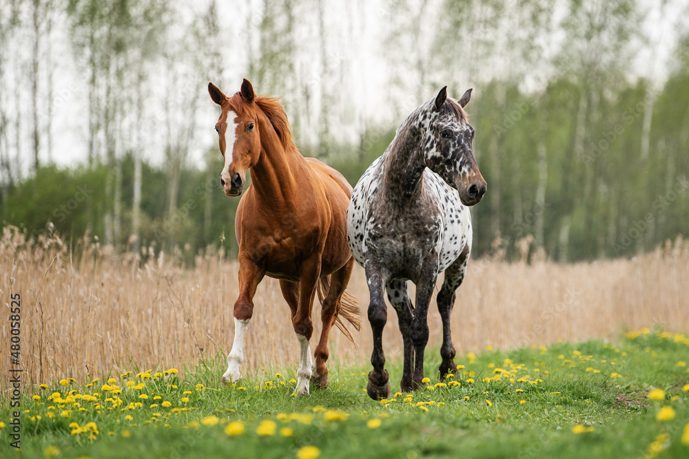 Horses In A Field Of Flowers