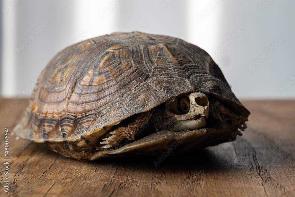 Macro Close Up of Box Turtle Skeleton in Shell with White Background on ...