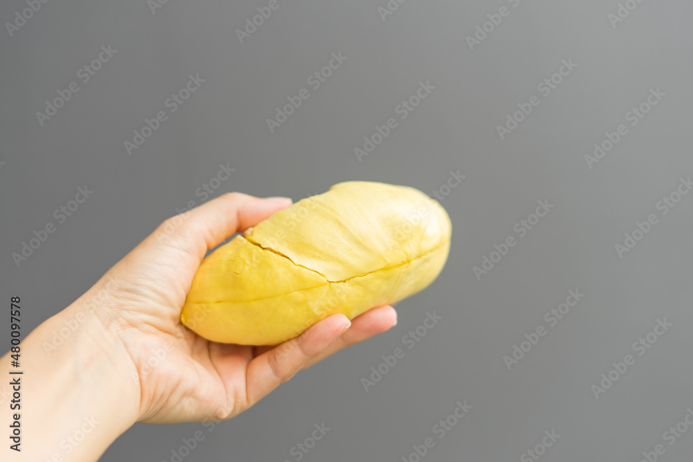 Close up A woman handle durian show the yellow durian meat to eat. The ...