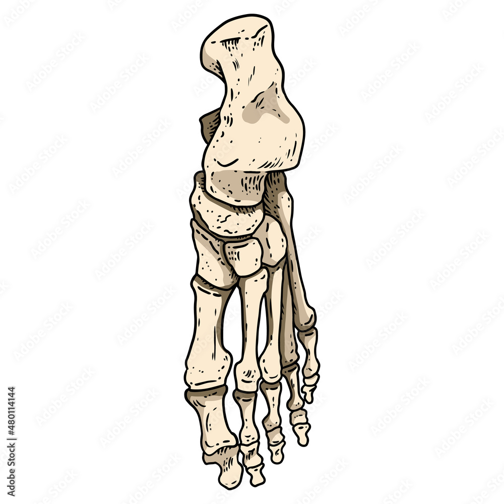Bones of a human foot. Skeleton part anatomy lineart style image ...