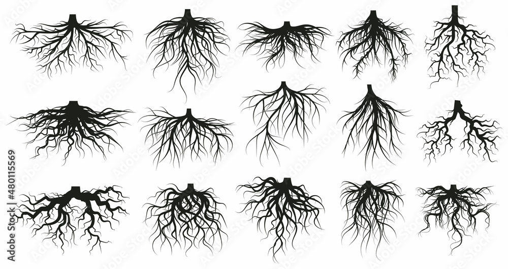 Tree root system, underground growing plants stems. Branched roots ...