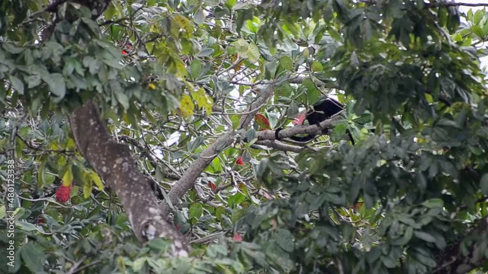Multiple mantled howler monkeys climbing through the thick and leafy ...