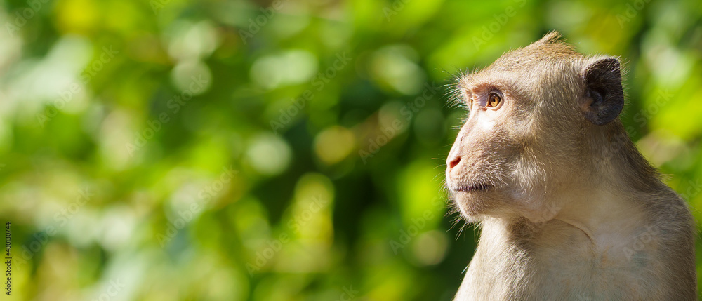 Monkey face looking to the left and space on the left side for banner ...