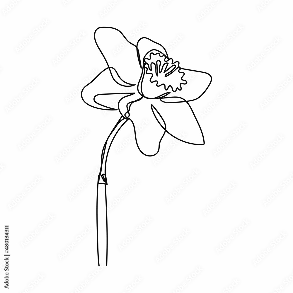 Continuous one simple single abstract line drawing of daffodil flower ...