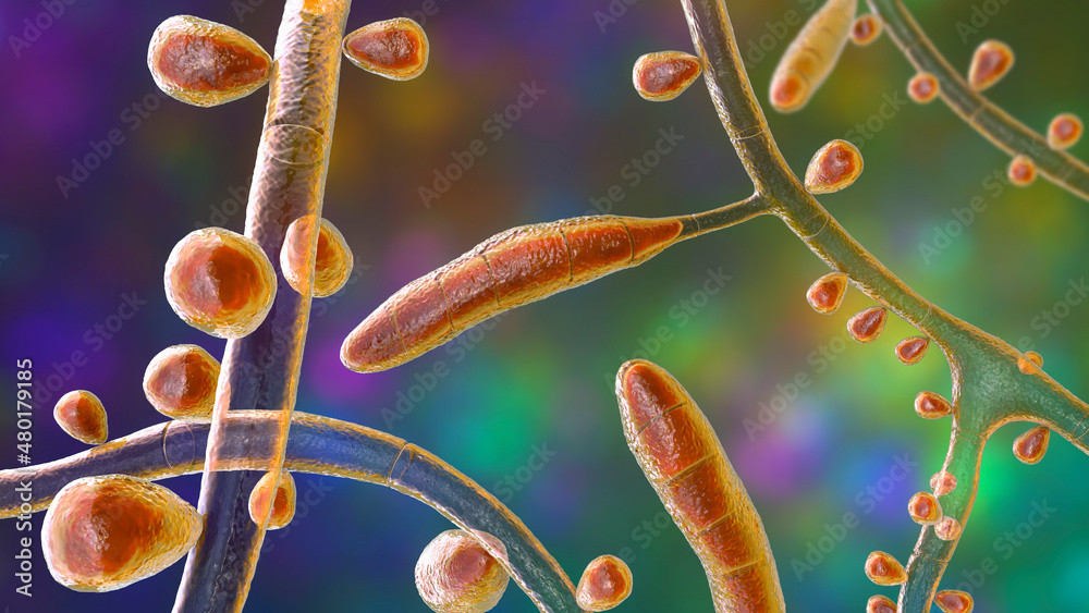 Fungus Trichophyton rubrum, 3D illustration Stock Illustration | Adobe ...