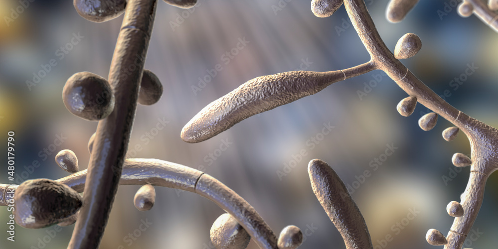 Fungus Trichophyton rubrum, 3D illustration Stock Illustration | Adobe ...