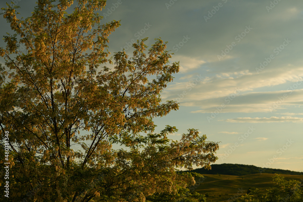 Details of a locust tree in sunset light over a cloudy sky. Trees from ...