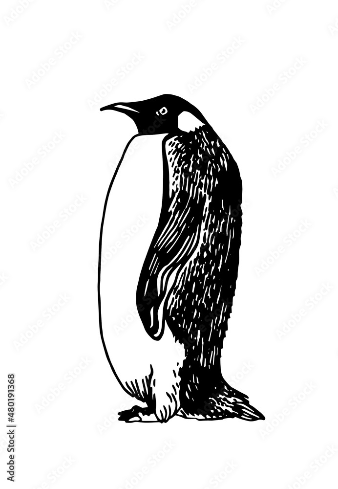 Graphical vector penguin on white isolated , bird of Antarctica and the ...