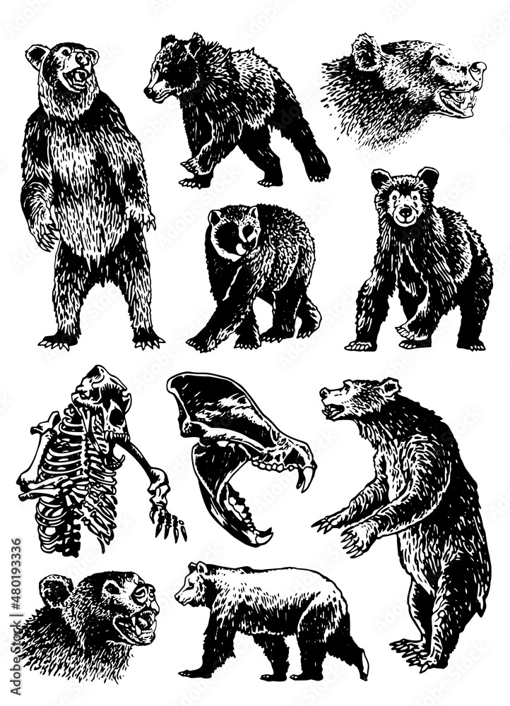 Graphical big set of bears isolated on white background, vector ...