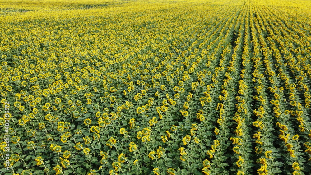 Sunflower field, top view. Sunflower plants bloom in a farmer's field ...