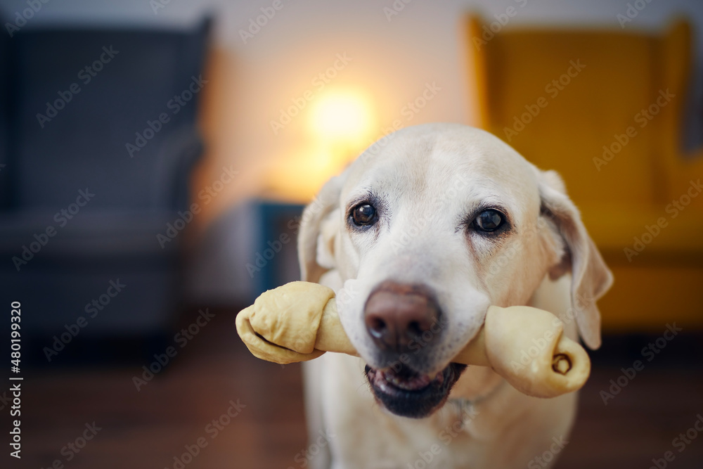 Candid look of happy dog with chewing bone in mouth. Portrait of old ...