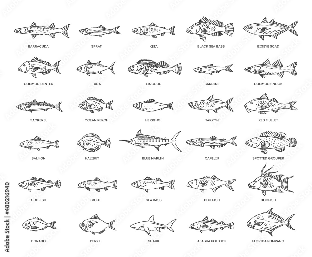 Saltwater fish set. Types marine and ocean fish Stock Vector | Adobe Stock