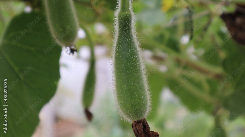 Bottle Gourd HD Image . This is a fresh vegetable which is very healthy ...