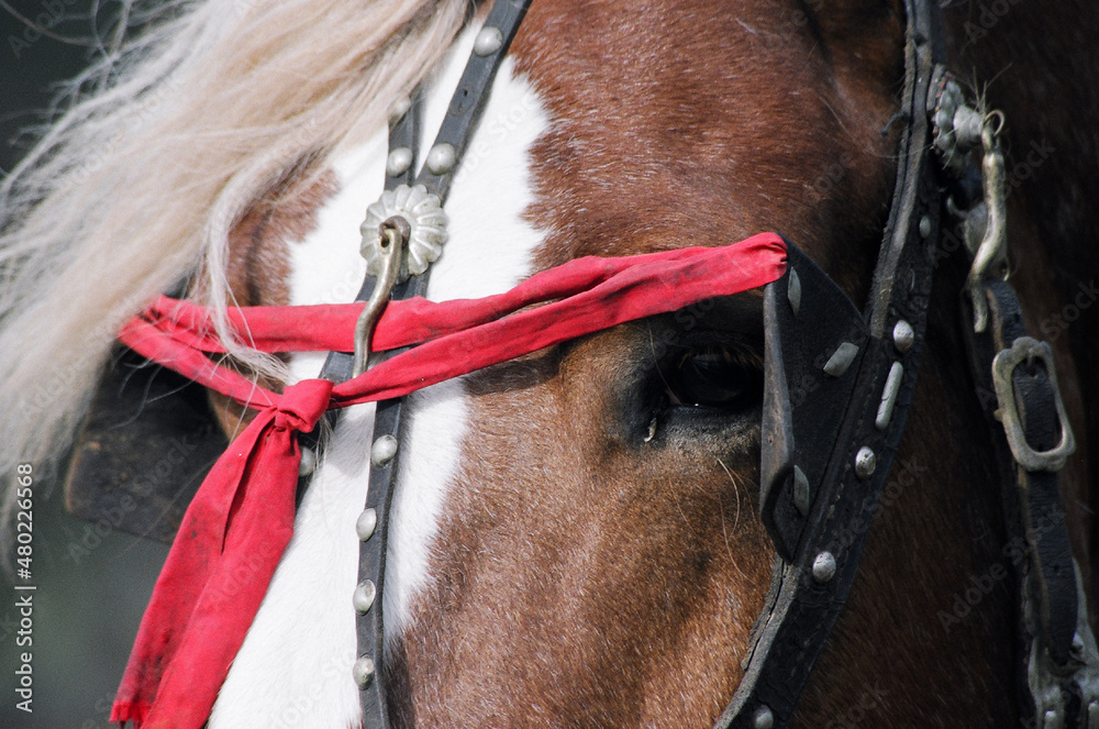 cavallo, animale, testa, marrone, ritratto, fattoria, stallone ...