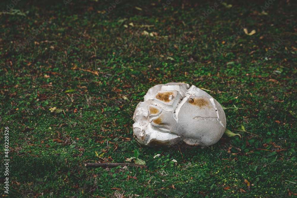 Calvatia gigantea, commonly known as the giant puffball, is a puffball ...
