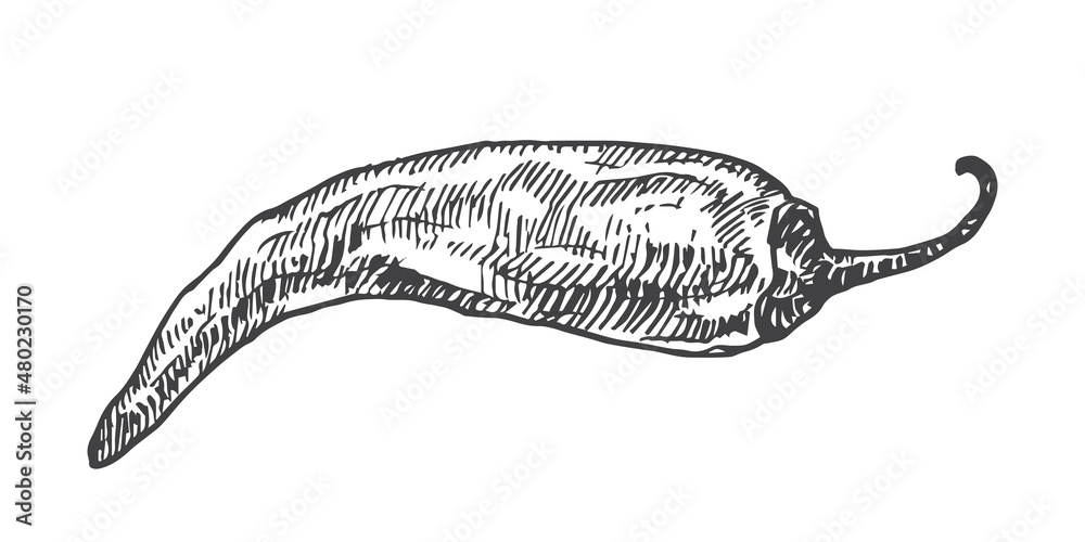 Chilli Hot Spicy Pepper. Hand Drawn Sketch Vegetable Vector ...