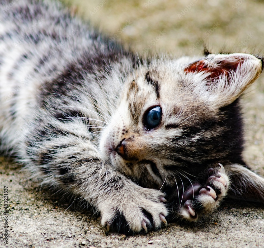 Gato filhote brincando Stock Photo | Adobe Stock