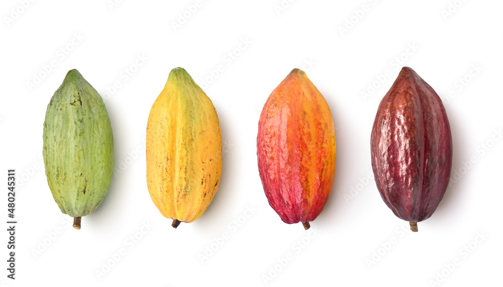 Four color of Cocoa fruits isolated on white background. Clipping path ...