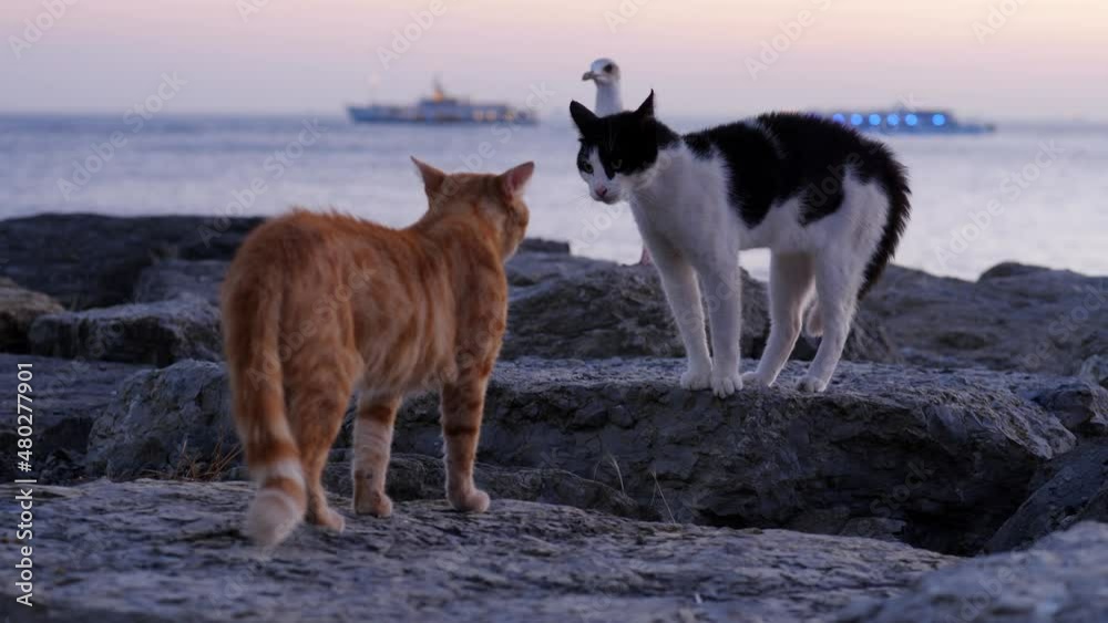 Two cats standing in an aggressive pose opposite each other, stray ...