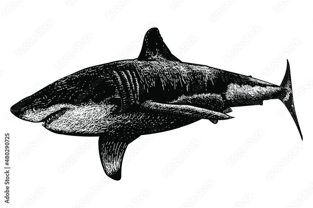 shark hand drawing vector illustration isolated on white background ...