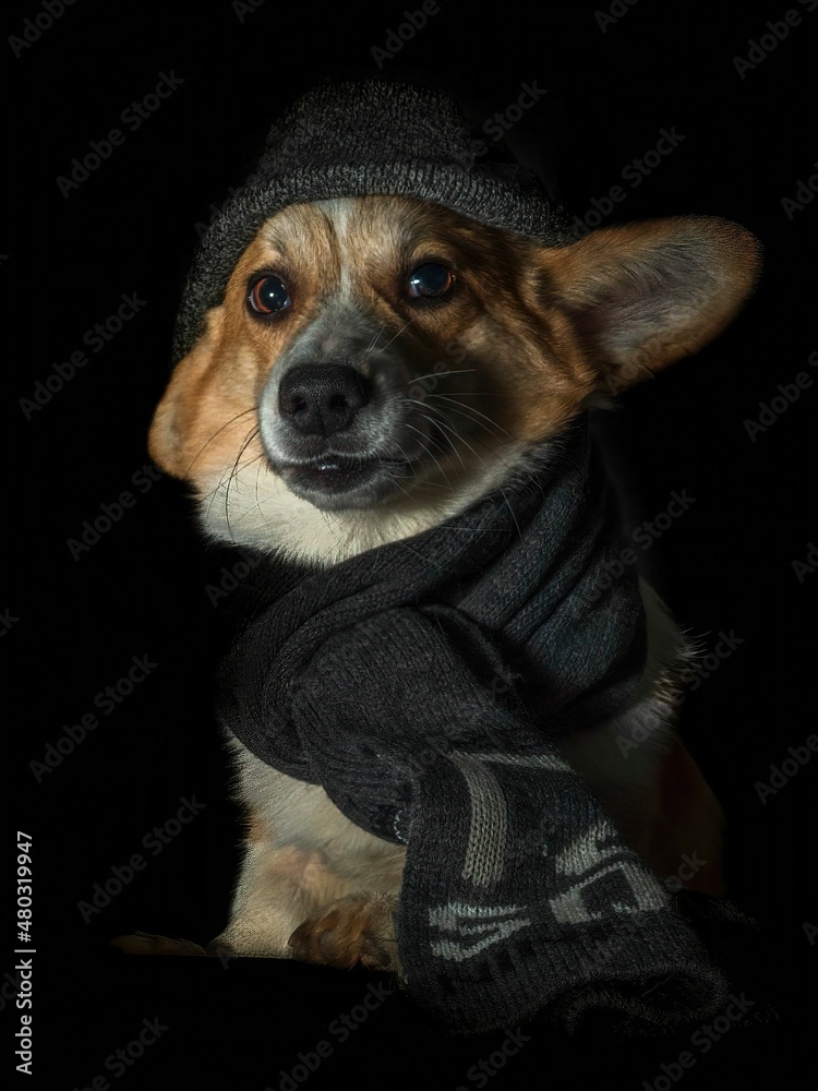 Pies rasy corgi pembroke rudy na czarnym tle Stock Photo | Adobe Stock