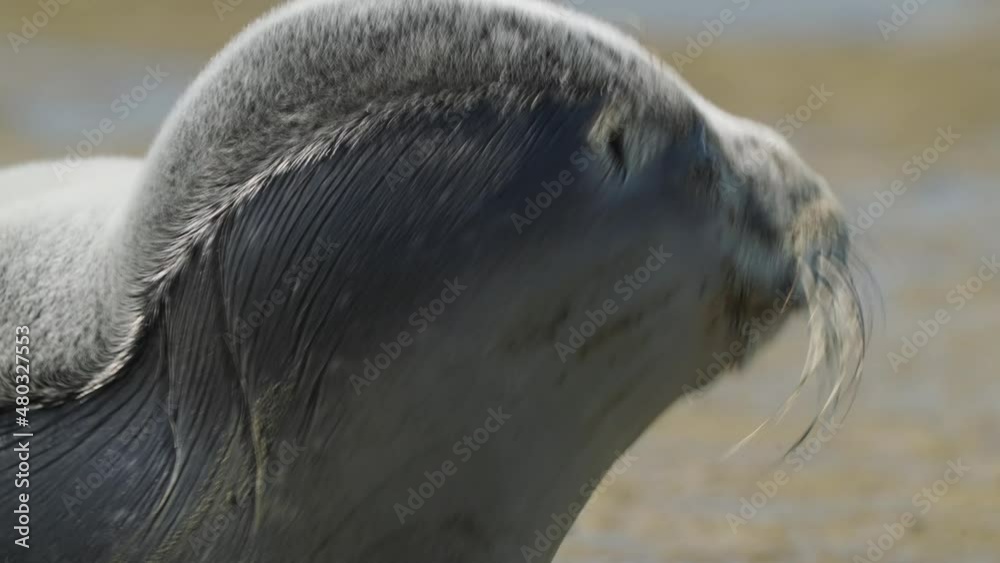 Extreme close up portrait shot of a young seal mammal standing alone on ...